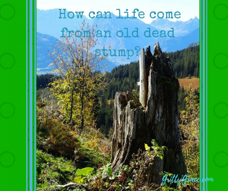 HOW CAN LIFE COME FROM AN OLD DEAD STUMP?
